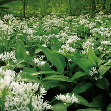 Korean king prawn bao | appetite magazine